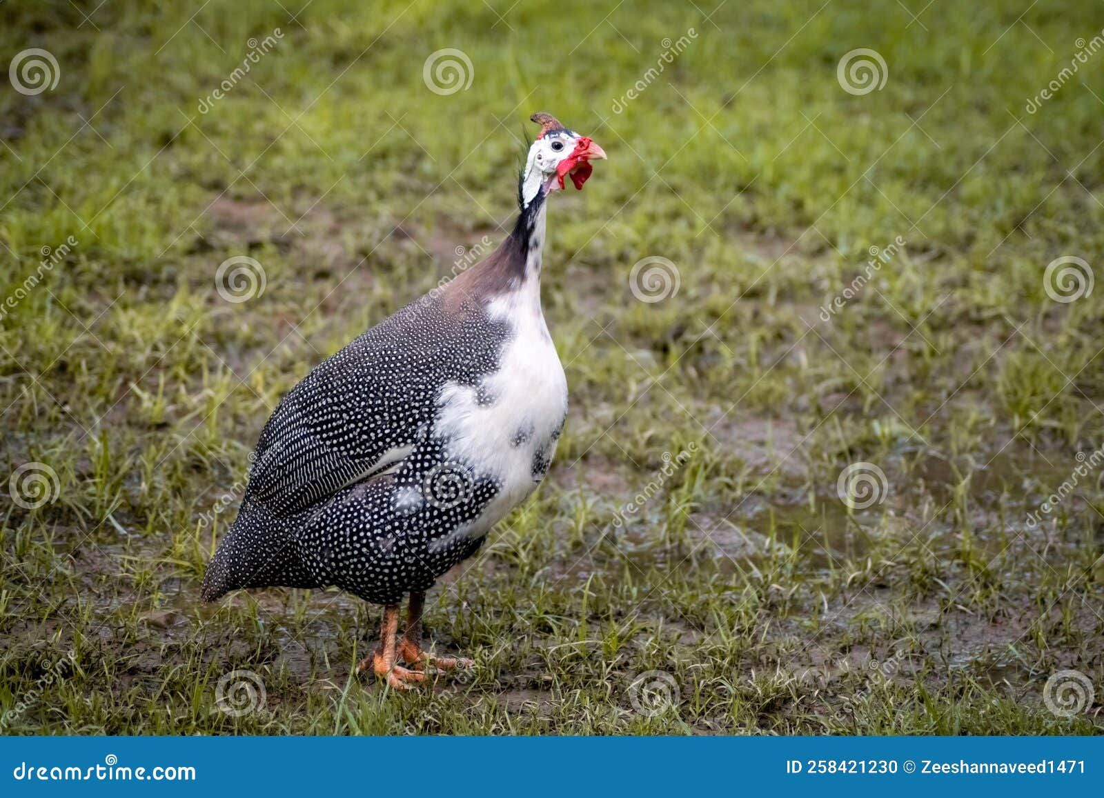Pintada De Pasto. Pintada De Color Gris Y Blanco. Foto de archivo ...