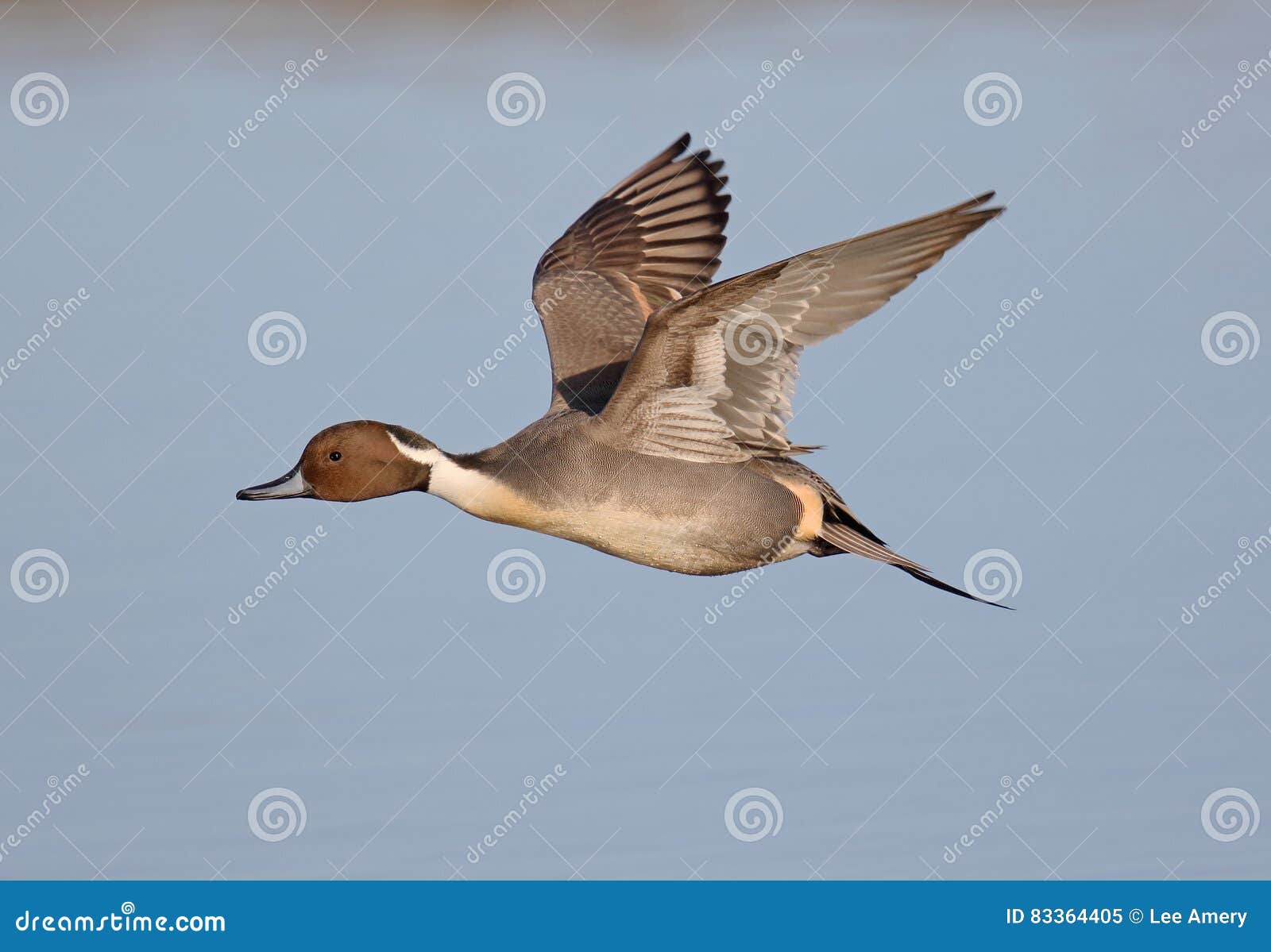 Pintail stock image. Image of ornithology, flight, water - 83364405