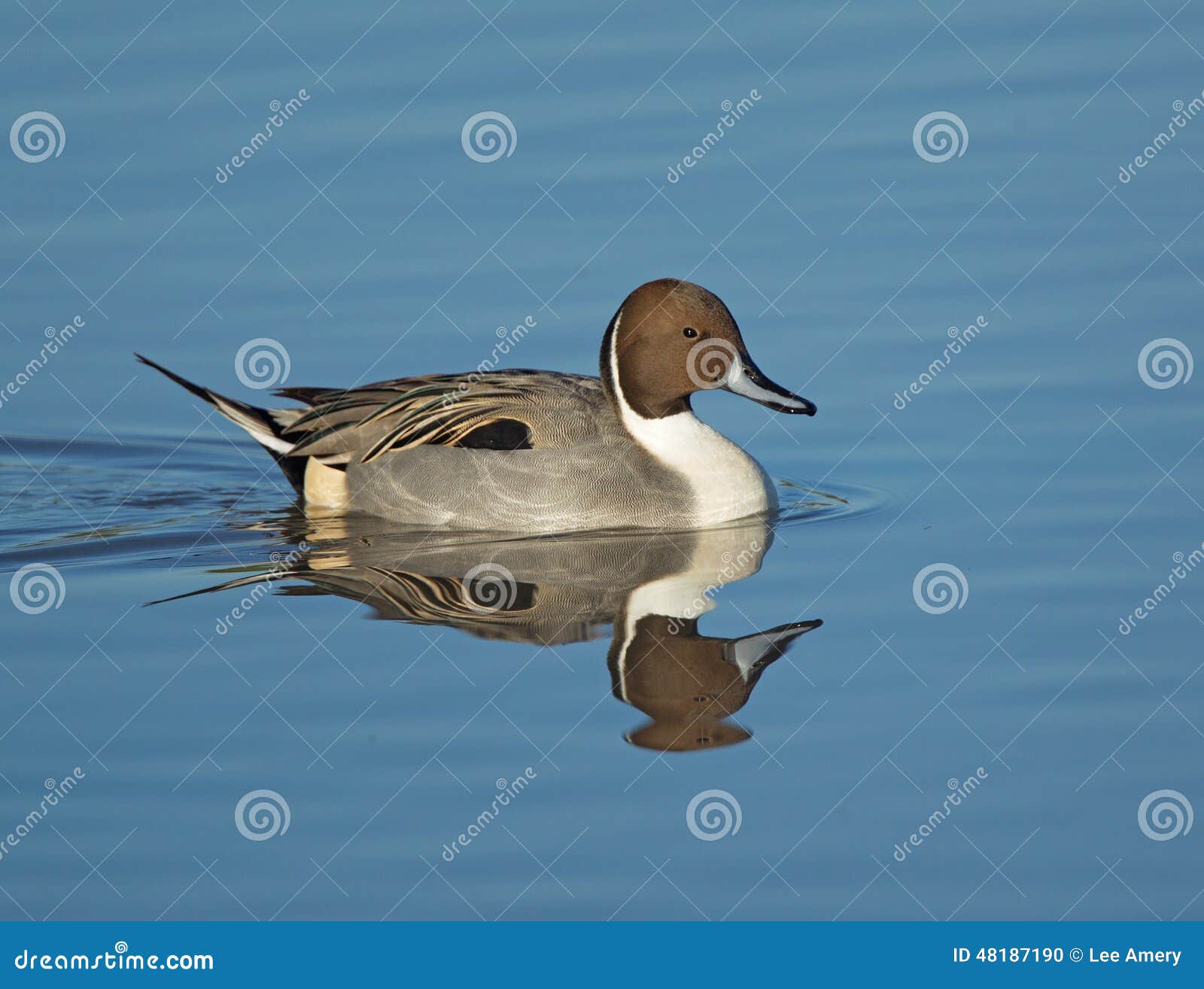 Pintail stock photo. Image of plumage, slimbridge, happy - 48187190
