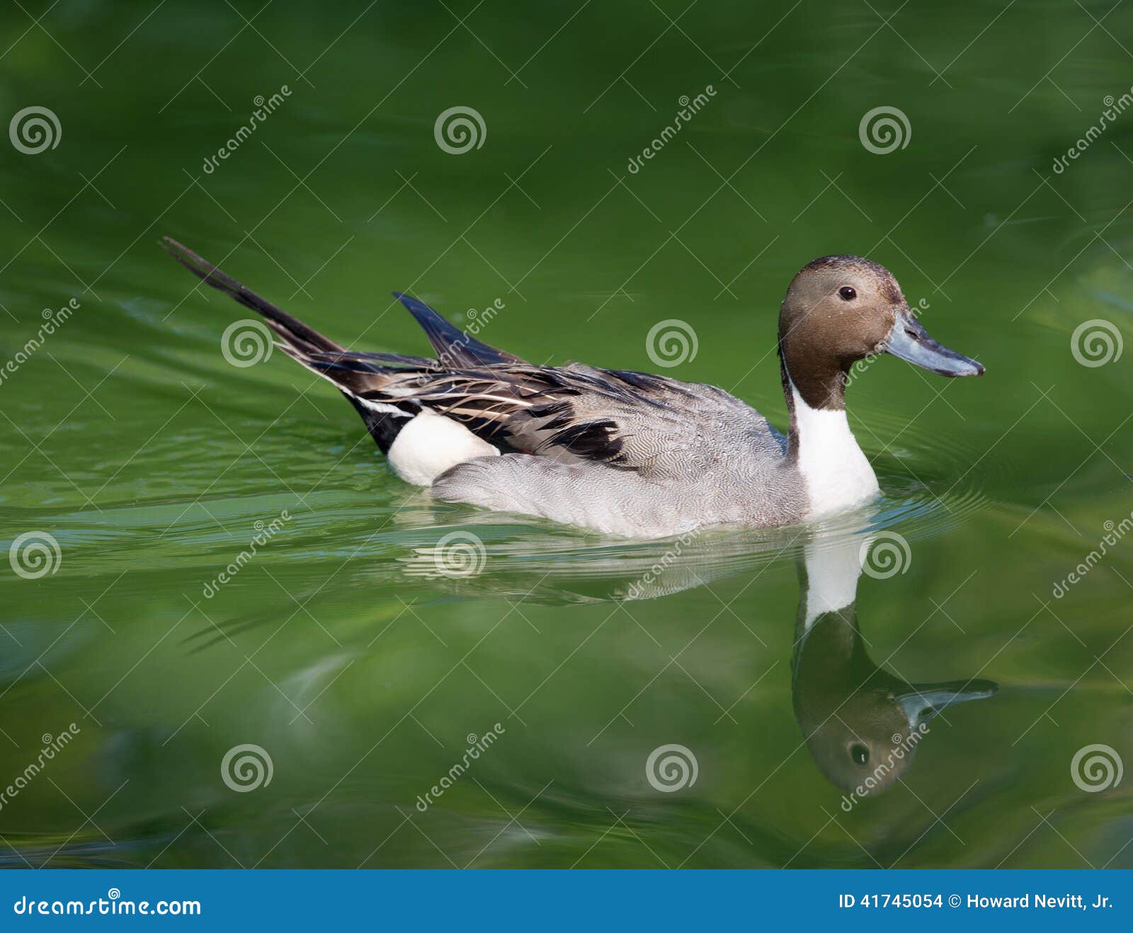 Pintail duck stock photo. Image of waterfowl, pretty - 41745054
