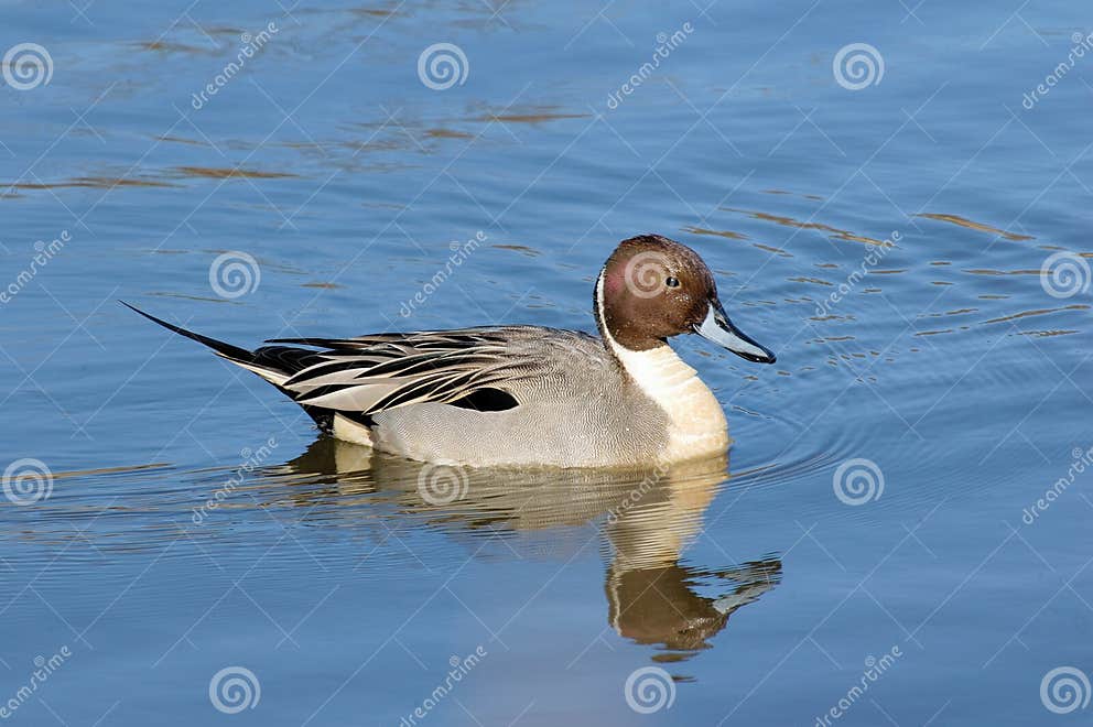 Pintail on the lake stock photo. Image of animal, goose - 9694664