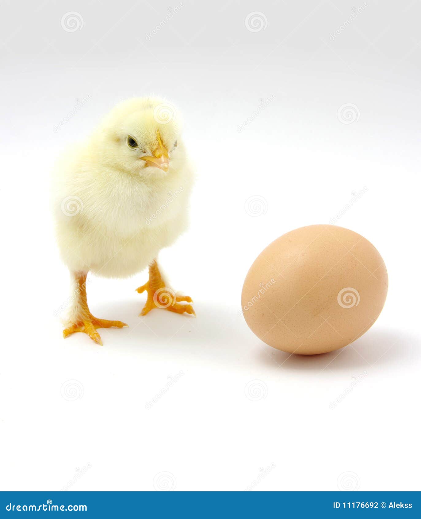 Pintainho foto de stock. Imagem de vida, galinha, fundo - 11176692