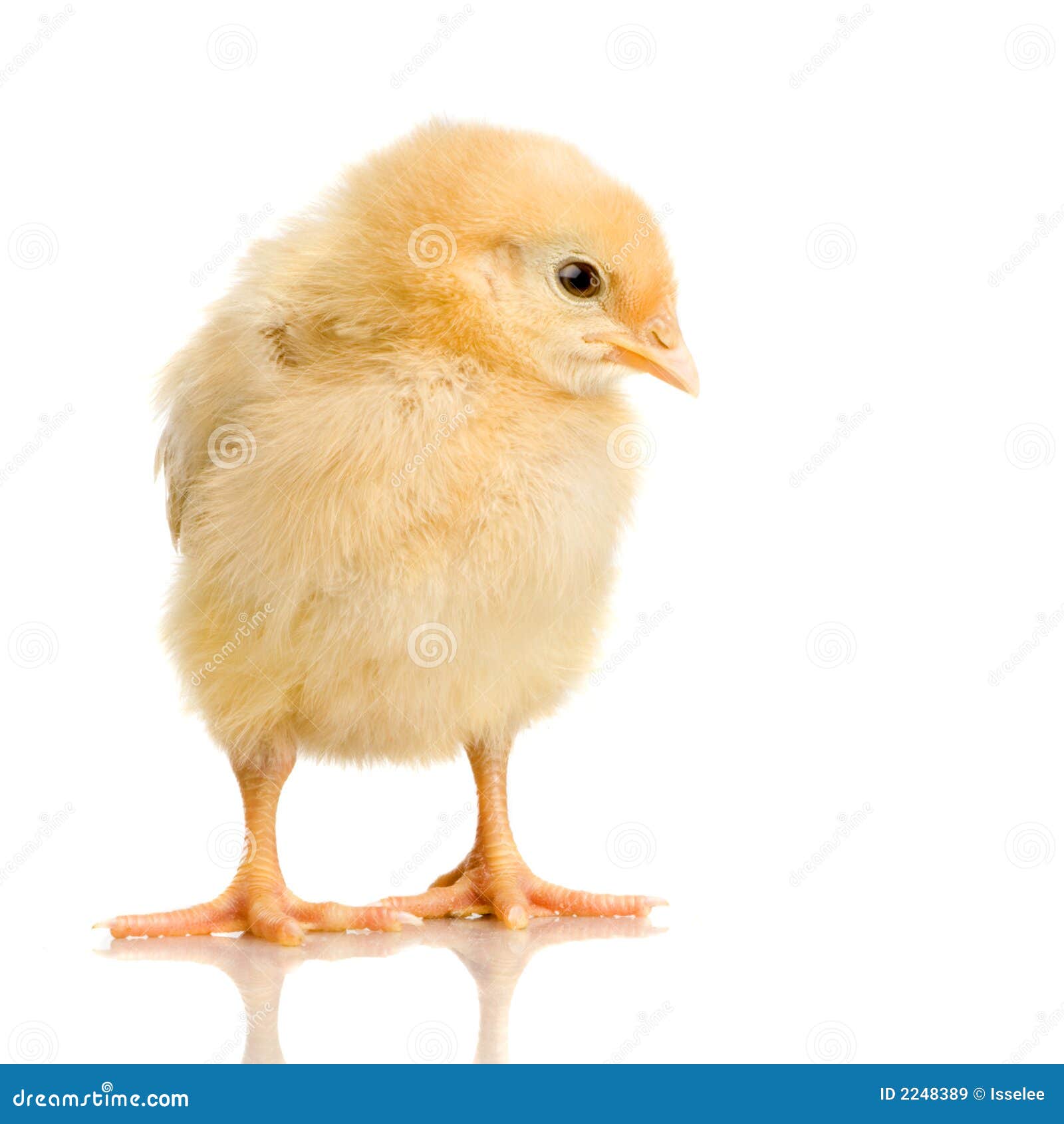 Pintainho imagem de stock. Imagem de animal, pena, aves - 2248389