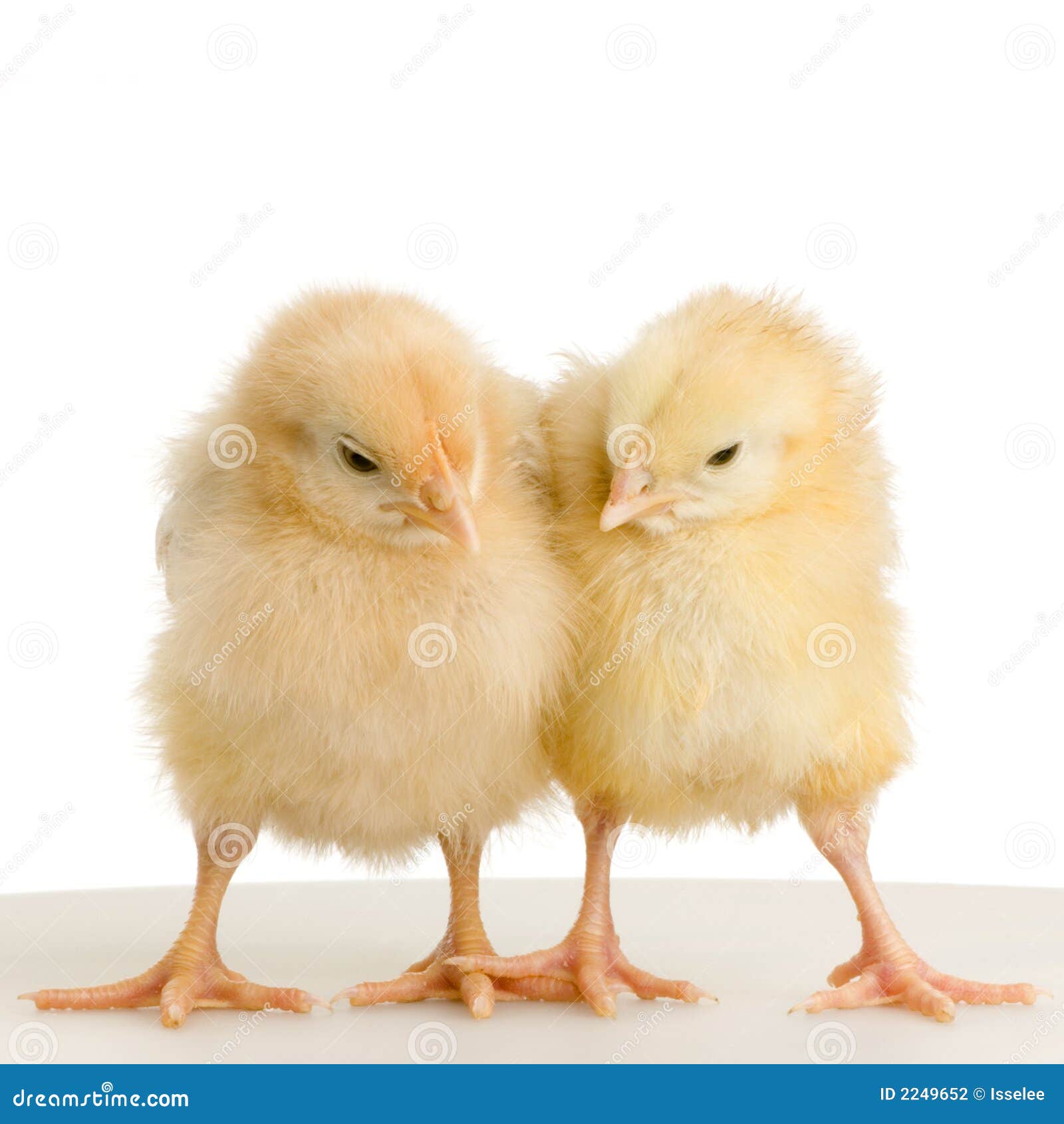 Pintainho foto de stock. Imagem de fofofo, jarda, ouro - 2249652