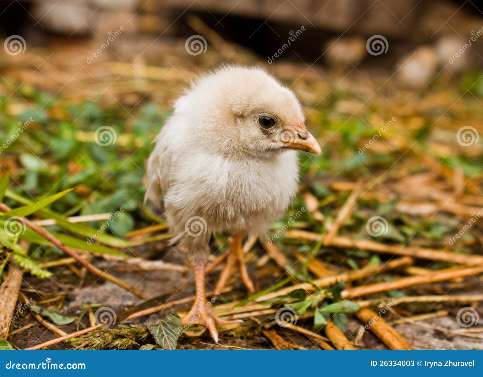 Pintainho imagem de stock. Imagem de tampa, feriado, zoologia - 26334003