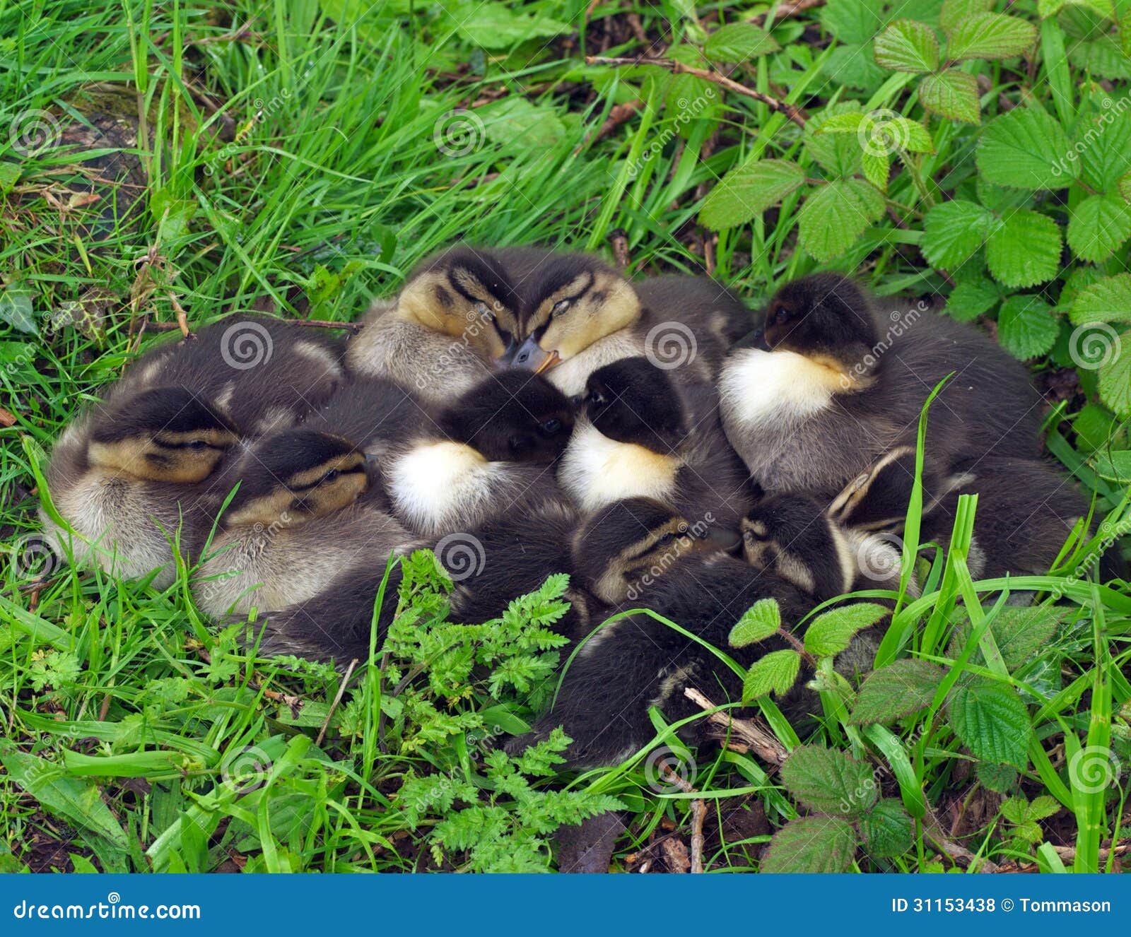 Pintainho foto de stock. Imagem de vida, bebê, nave, sono - 31153438