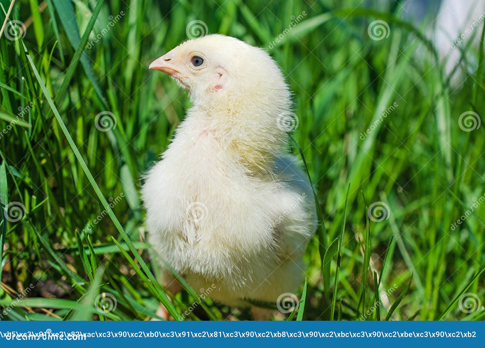 Pintainho imagem de stock. Imagem de criatura, branco - 40803919