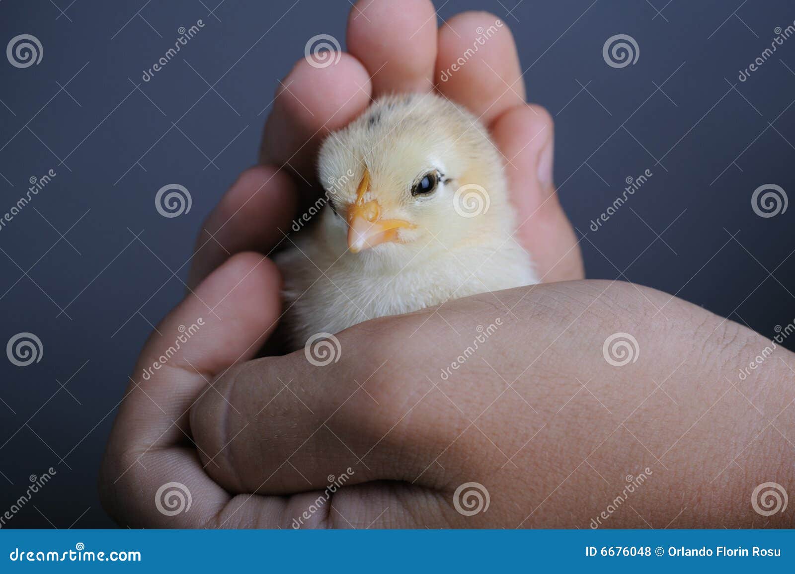 Pintainho foto de stock. Imagem de delicado, galinha, vida - 6676048