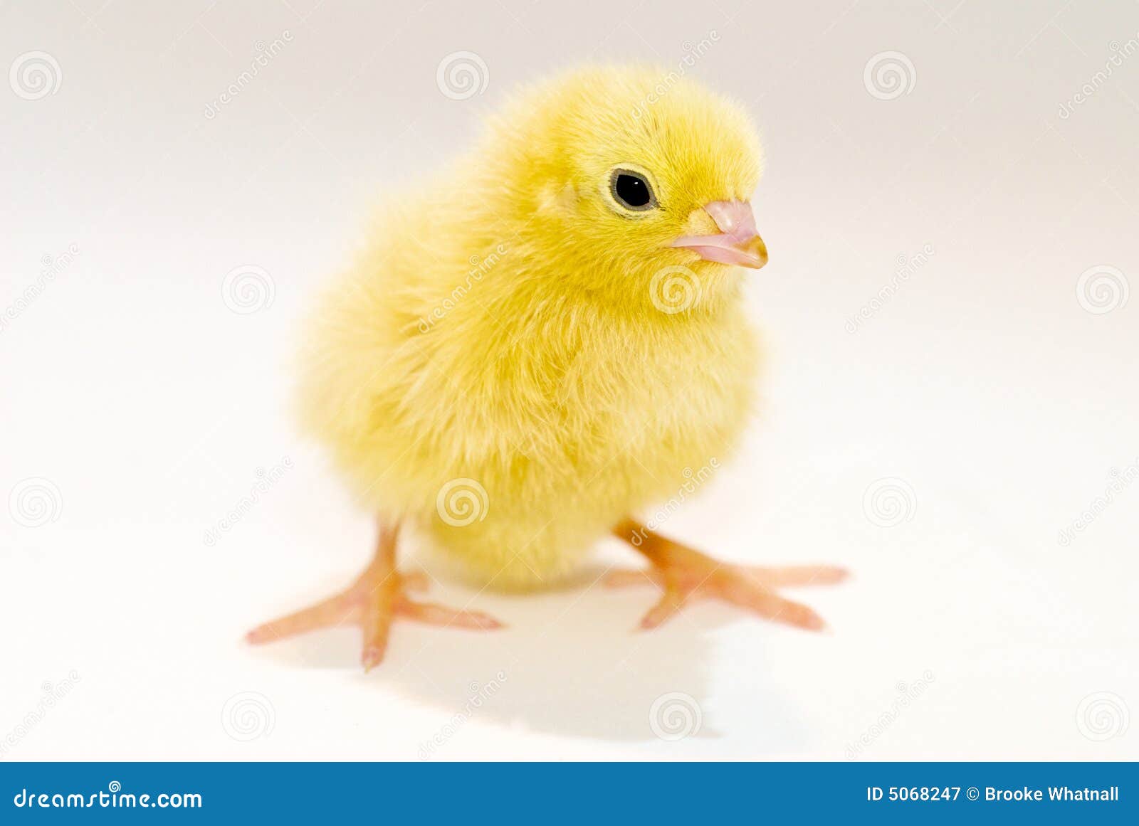 Pintainho amarelo do bebê imagem de stock. Imagem de galinha - 5068247