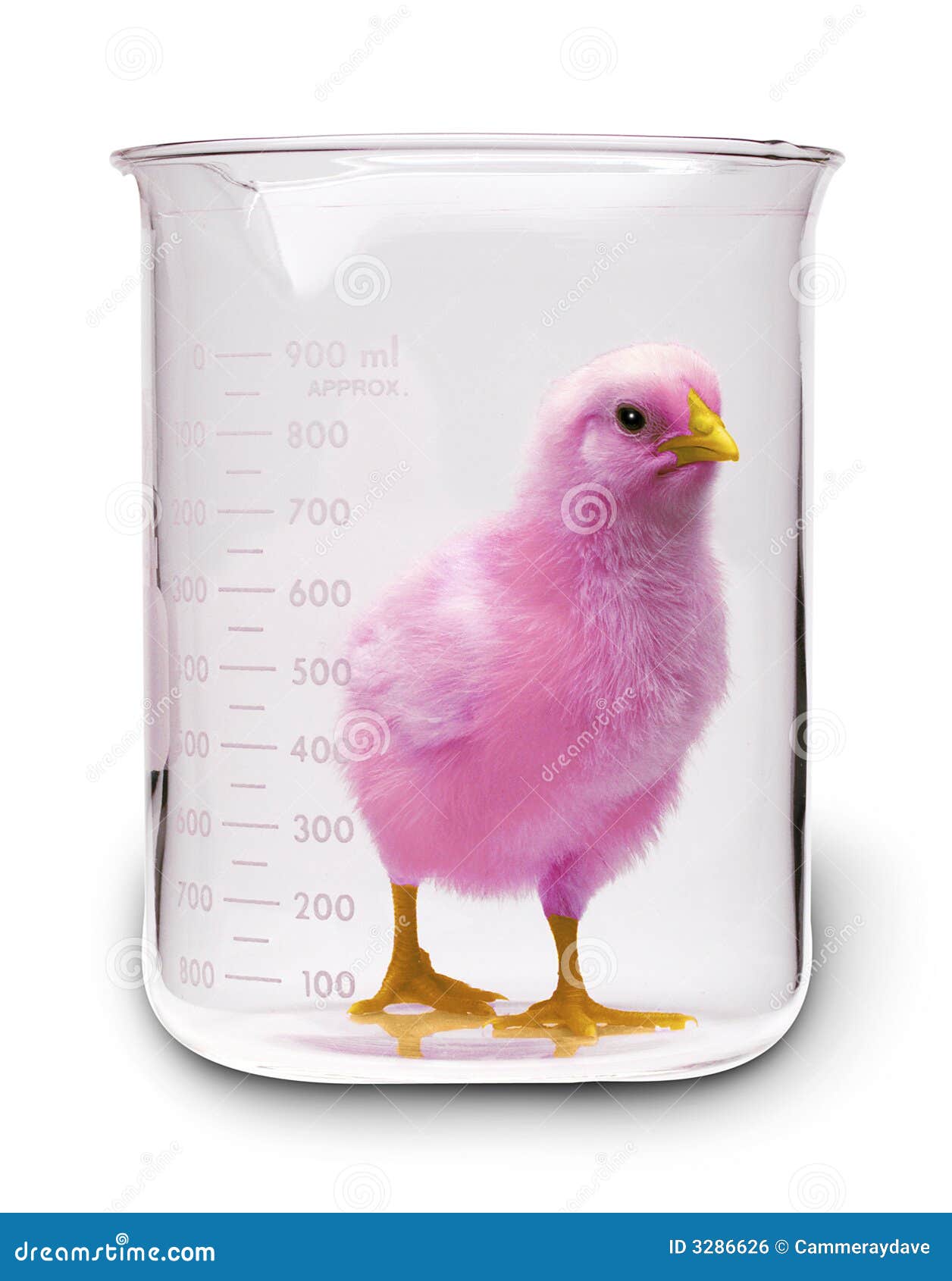 Pintainho cor-de-rosa foto de stock. Imagem de cultivar - 3286626