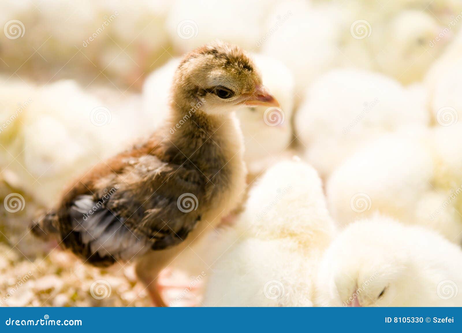 Pintainho proeminente foto de stock. Imagem de fazenda - 8105330