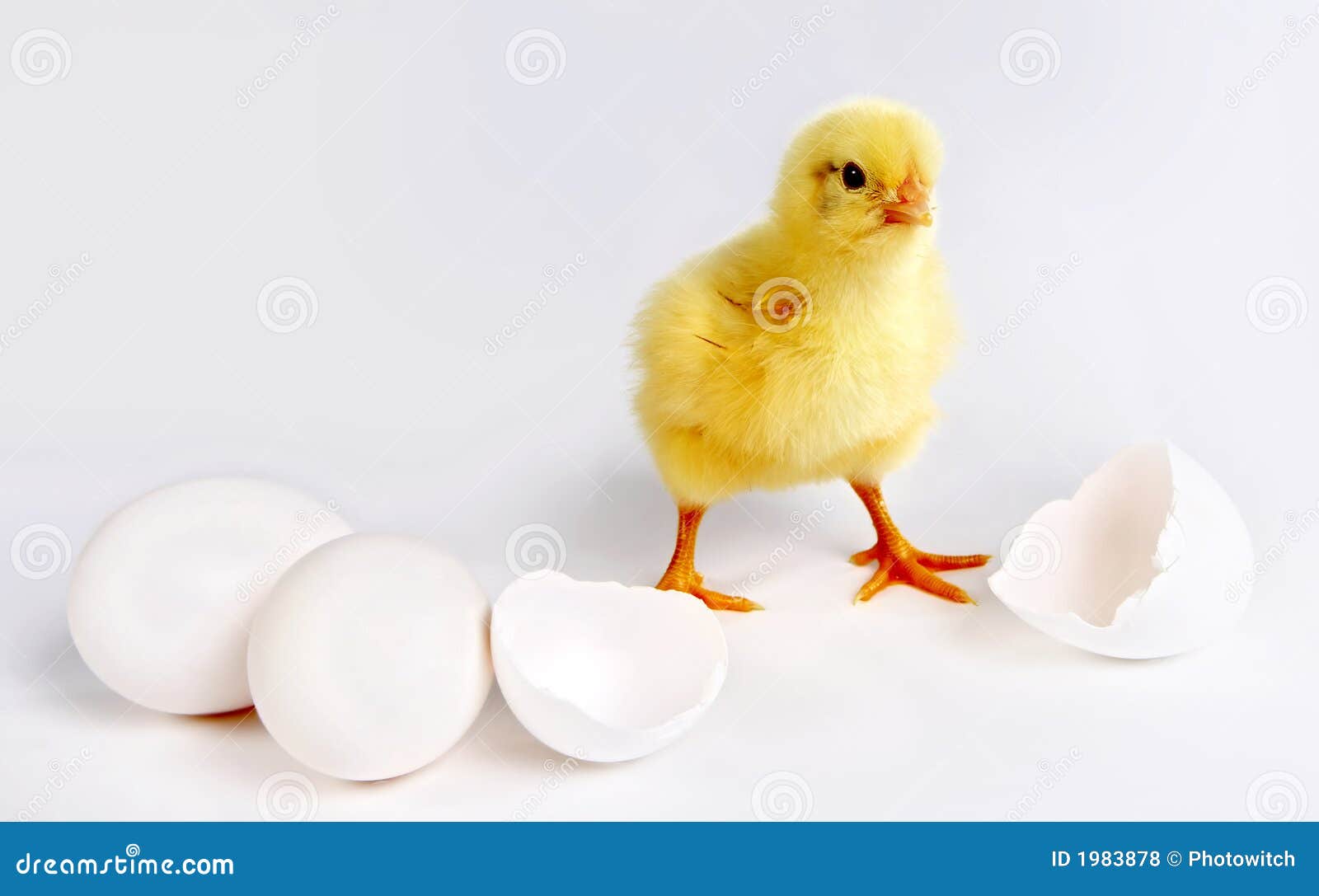 Pintainho recém-nascido foto de stock. Imagem de pintainho - 1983878