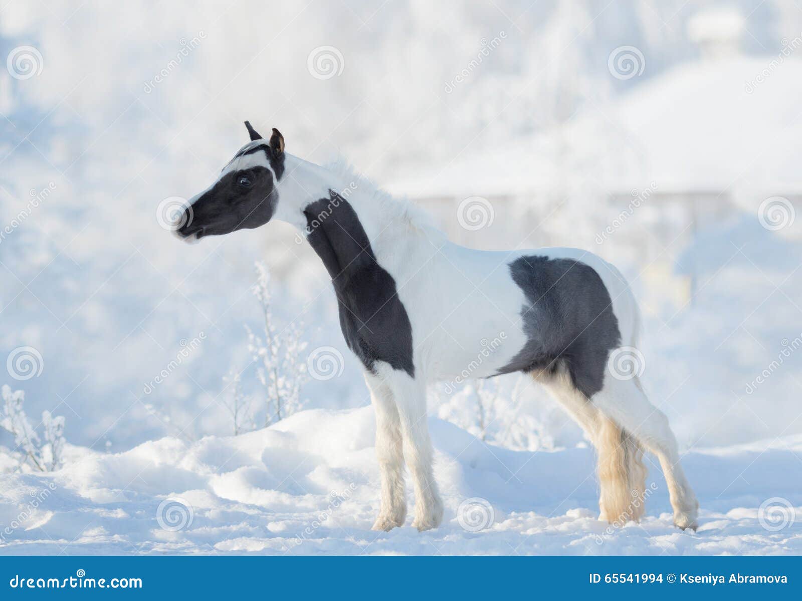 1,136 Miniature Stallion Stock Photos - Free & Royalty-Free Stock ...