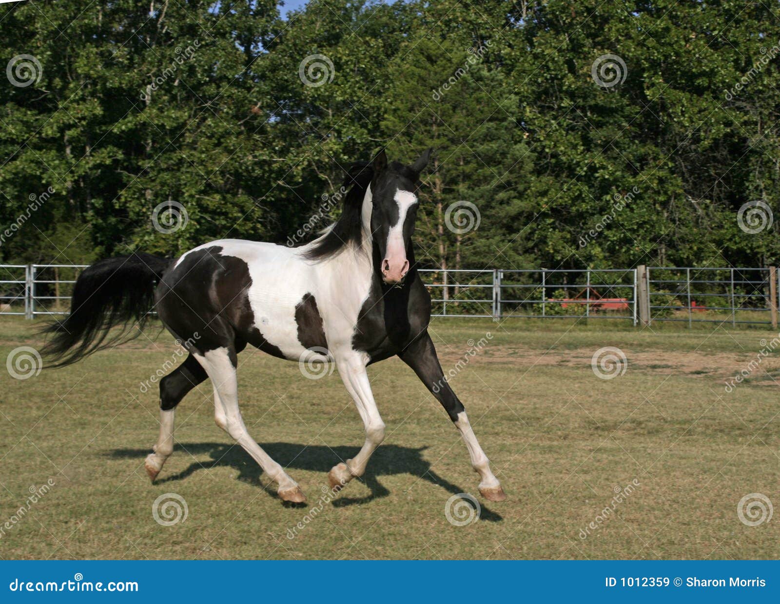Pinto Arabian Gelding stock image. Image of trotting, spotted - 1012359
