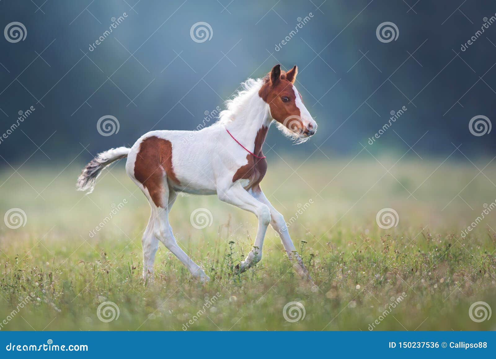 Pinto colt run stock photo. Image of landscape, farm - 150237536