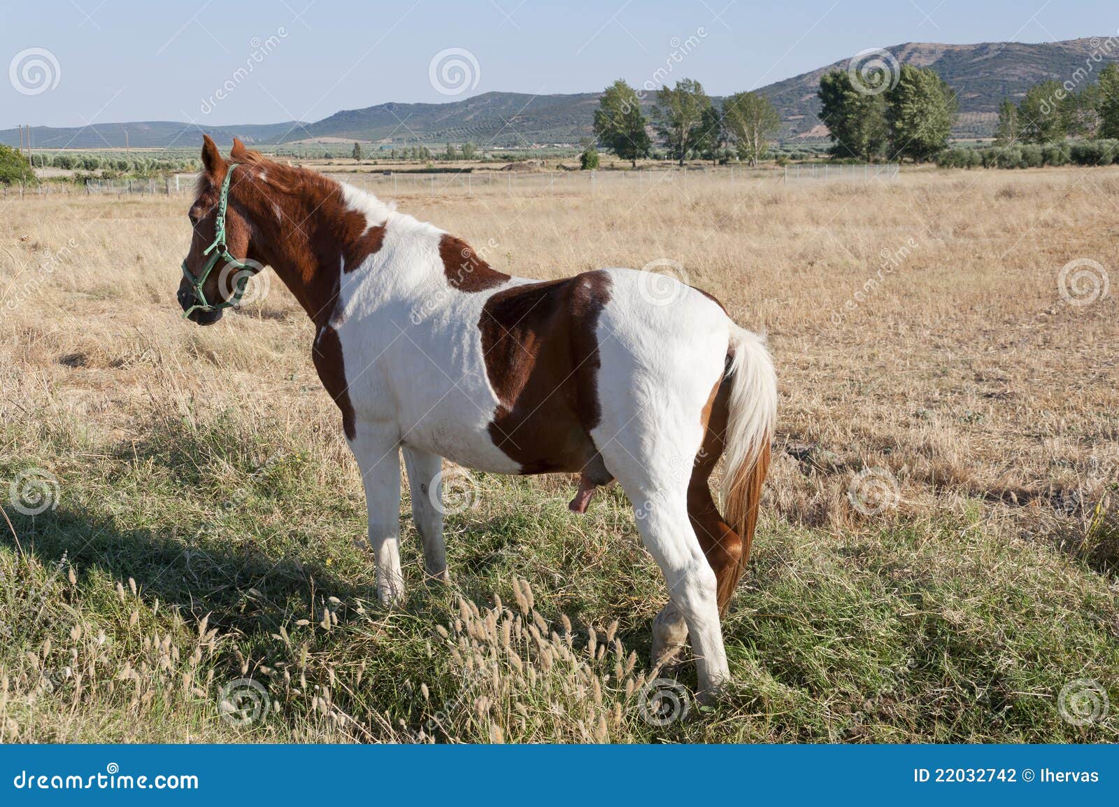 Pinto horse stock photo. Image of mammalia, coat, horse - 22032742