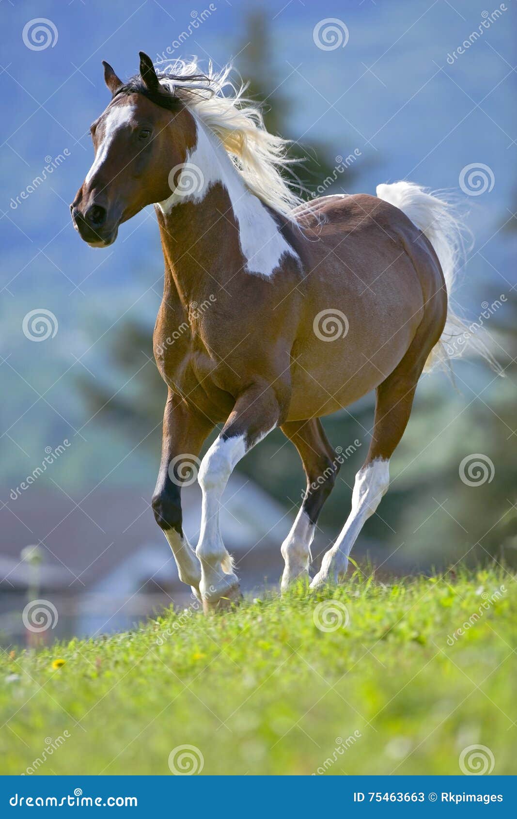 Pinto Horse Running