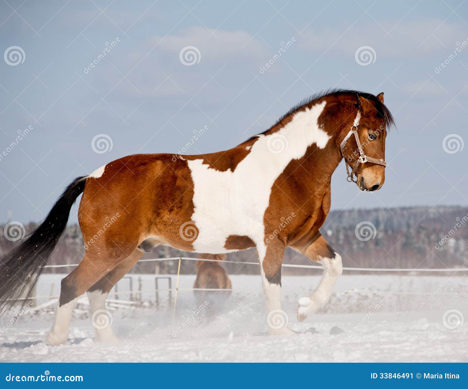 Pinto horse stock image. Image of freedom, colt, force - 33846491