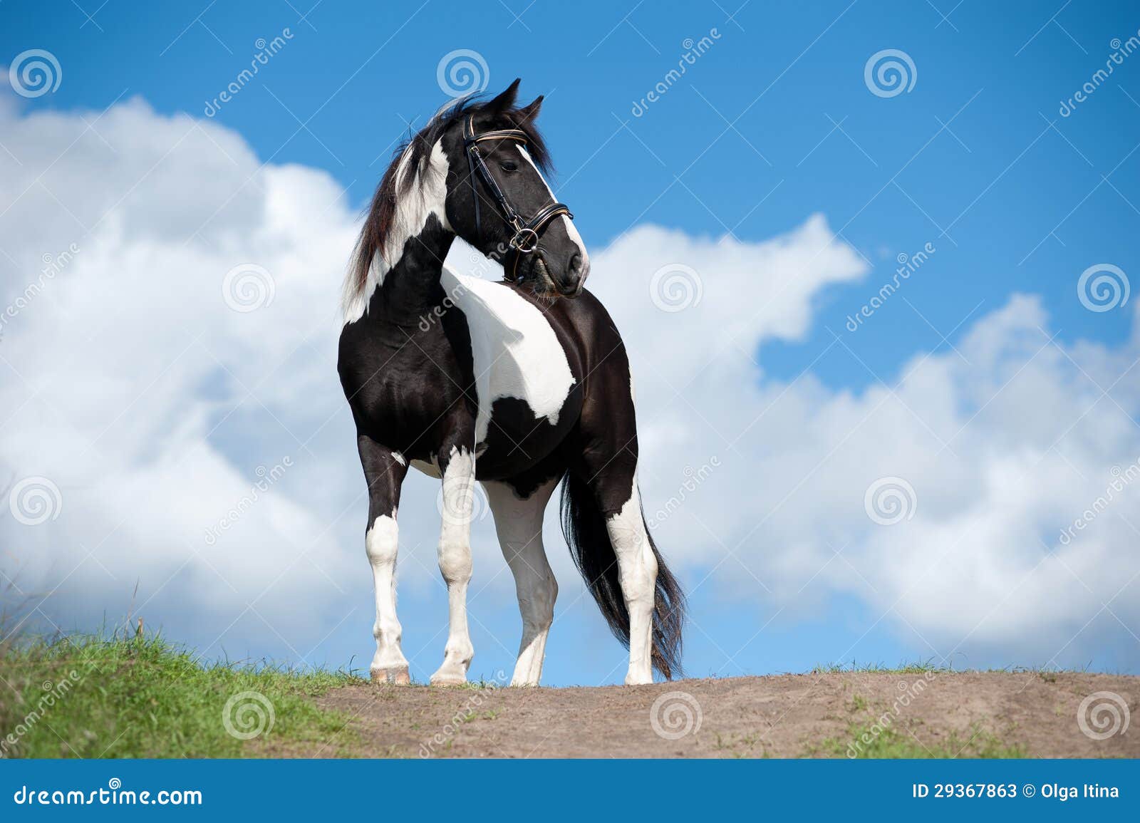 Pinto Horse with Blue Sky Background Behind Stock Image - Image of sand ...