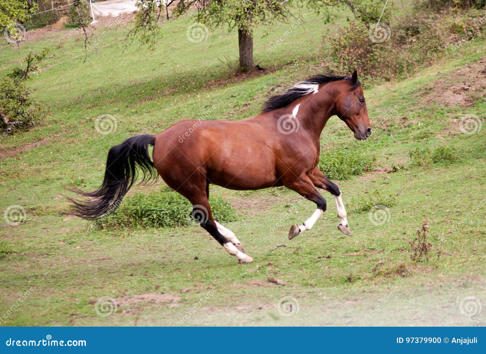 1,715 Strong Powerful Horse Stock Photos - Free & Royalty-Free Stock ...