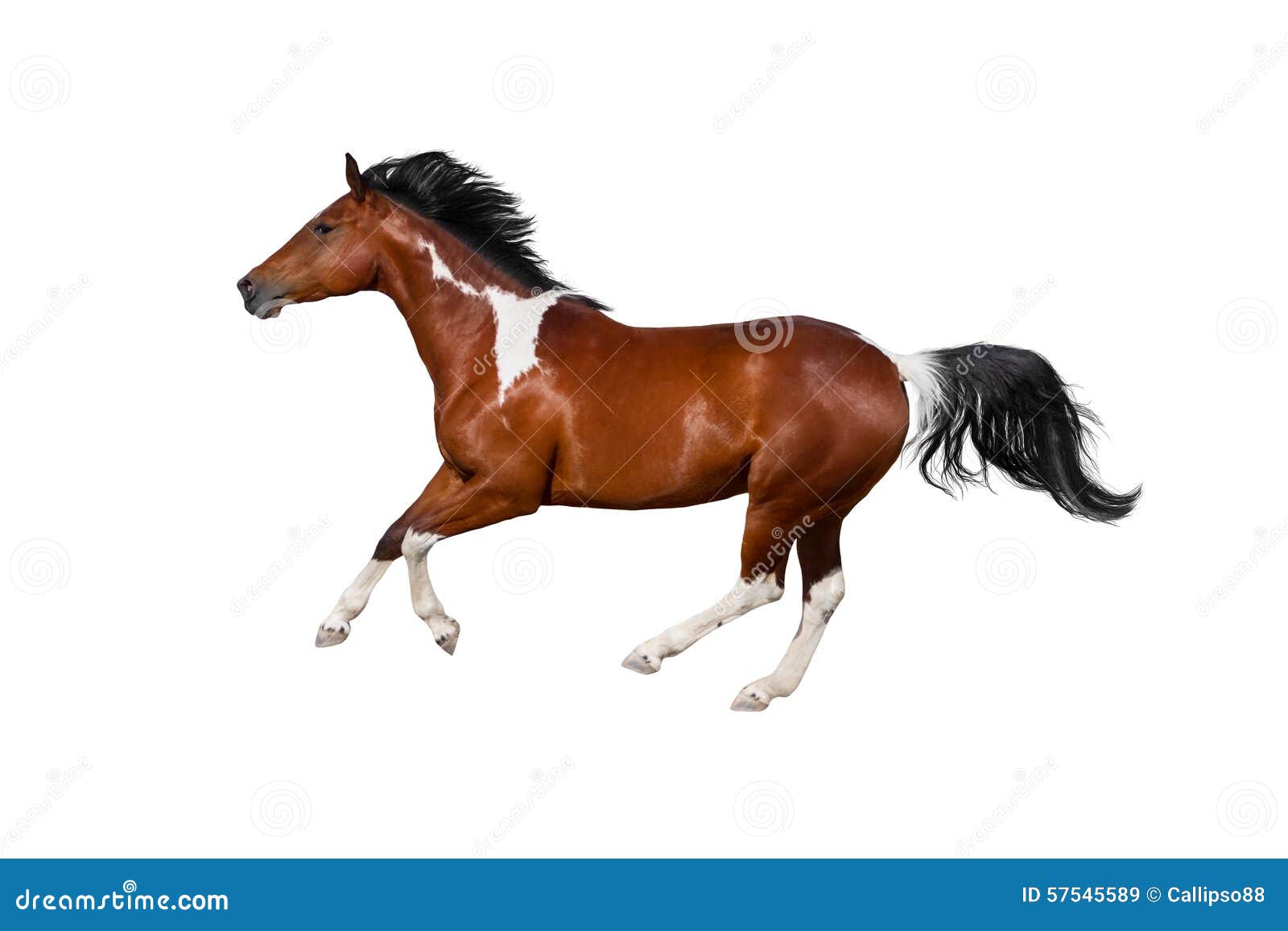 Pinto horse isolated stock image. Image of stallion, object - 57545589
