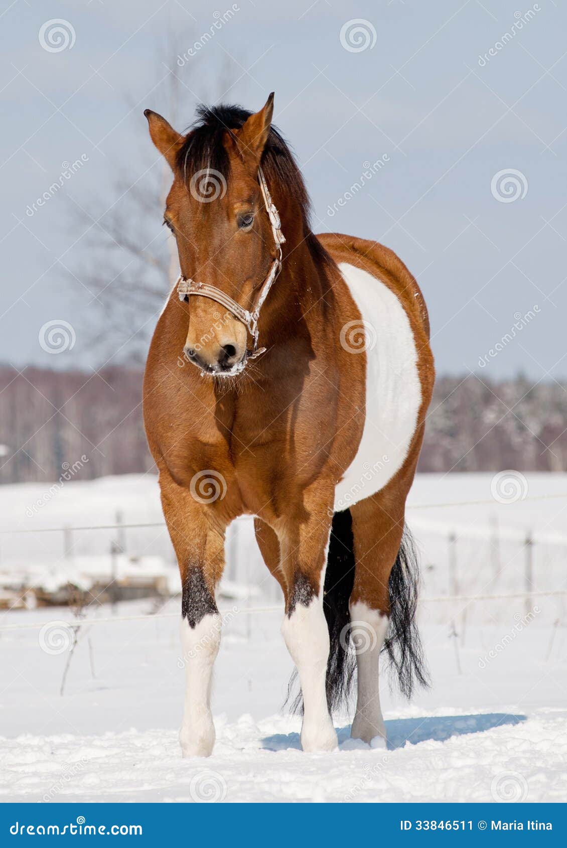 Pinto horse stock image. Image of canter, male, blue - 33846511