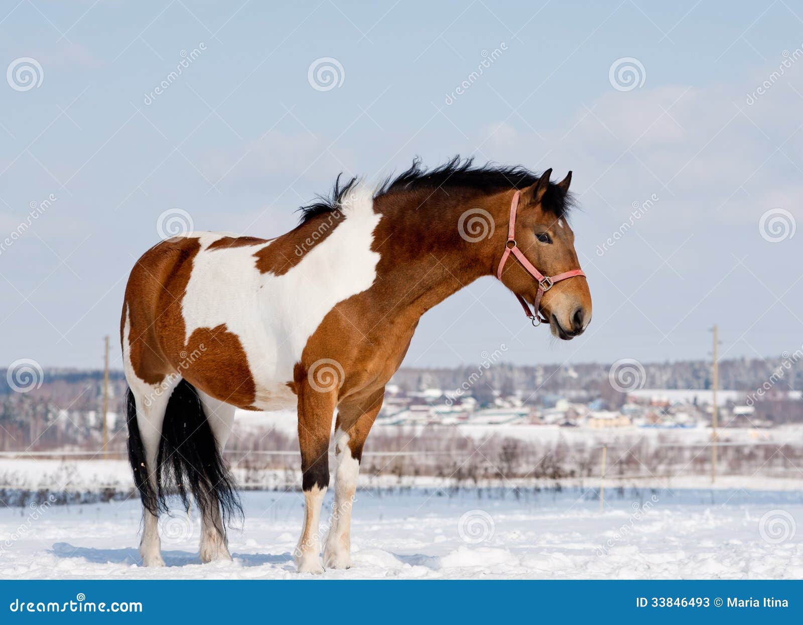 Pinto paard stock afbeelding. Image of blauw, baai, paarden - 33846493