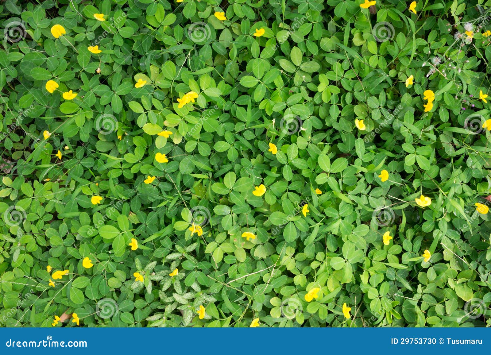 Pinto Peanut plant stock photo. Image of floral, flora - 29753730