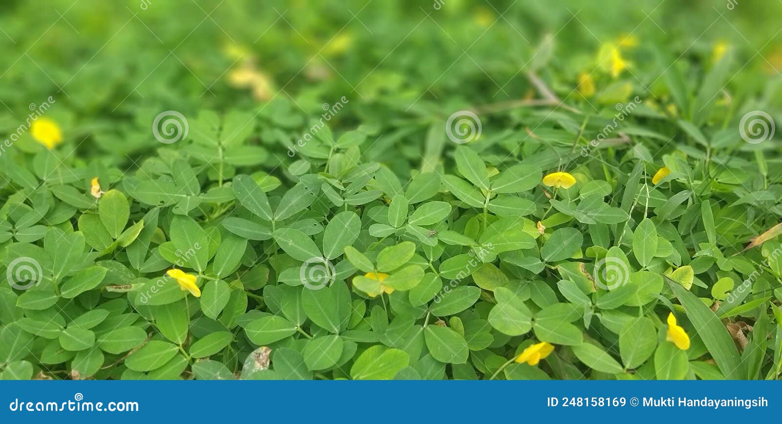Pinto peanuts plant stock image. Image of grass, petal - 248158169