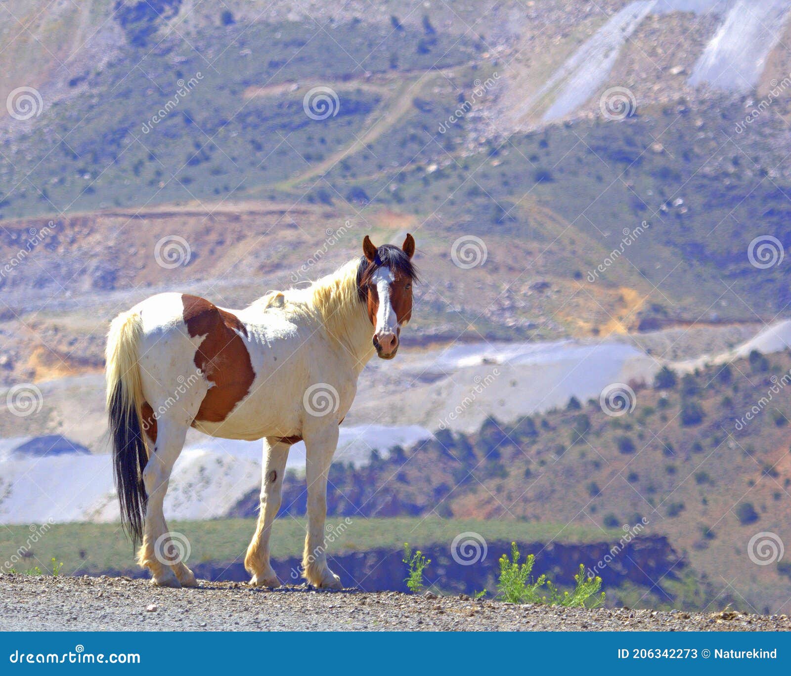 Pinto Wild Mustang Stallion Stock Image - Image of stallion, mammal ...