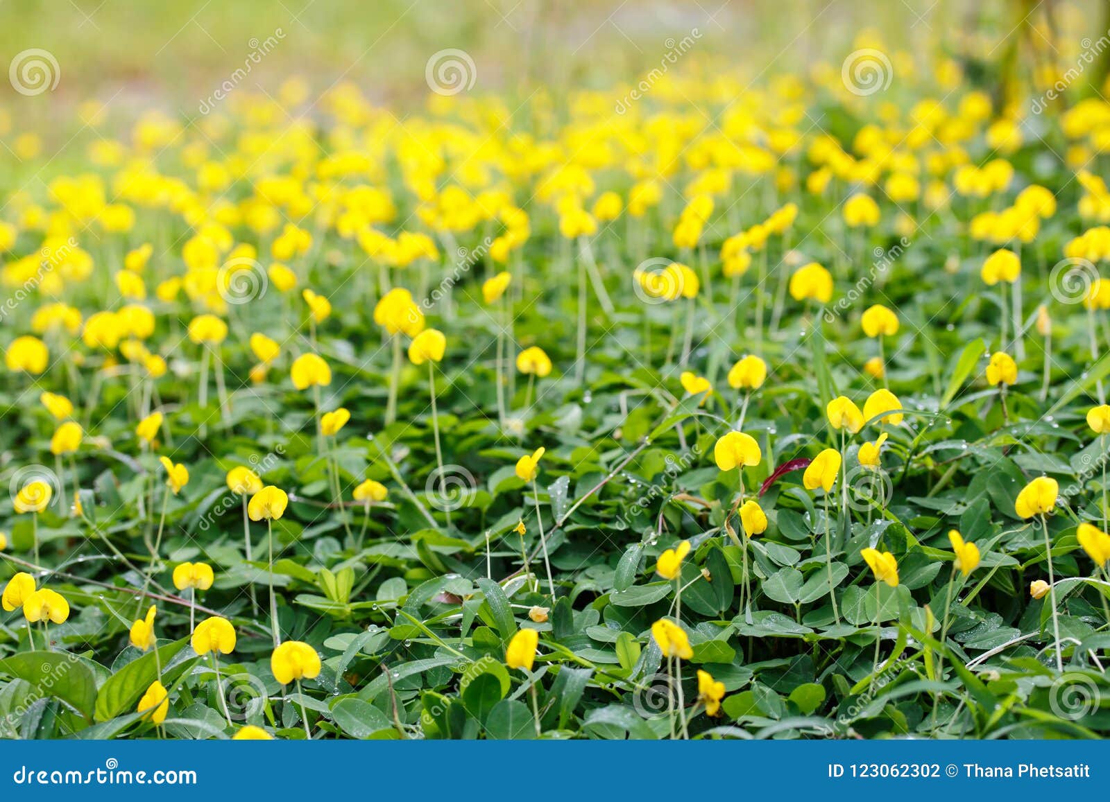 Pintoi D'arachis De Fleur D'arachide De Pinto Photo stock - Image du ...