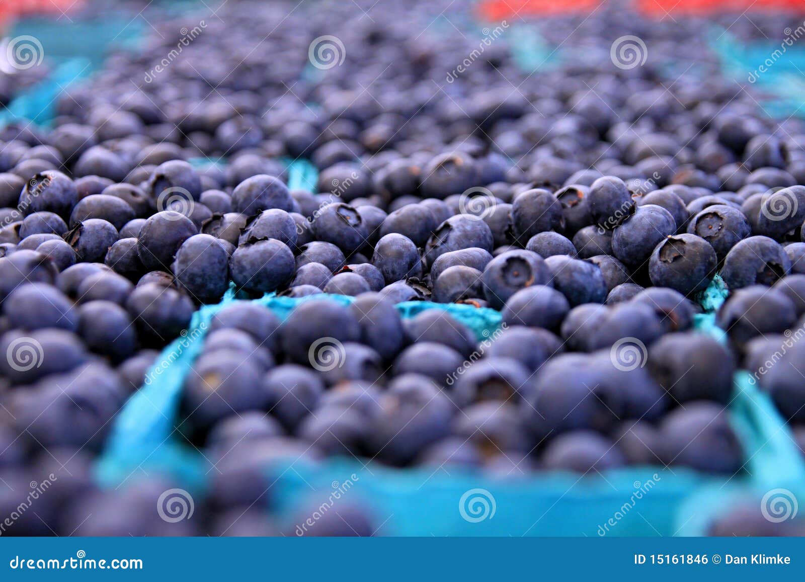Pints of Blue Berries stock photo. Image of bush, blue - 15161846