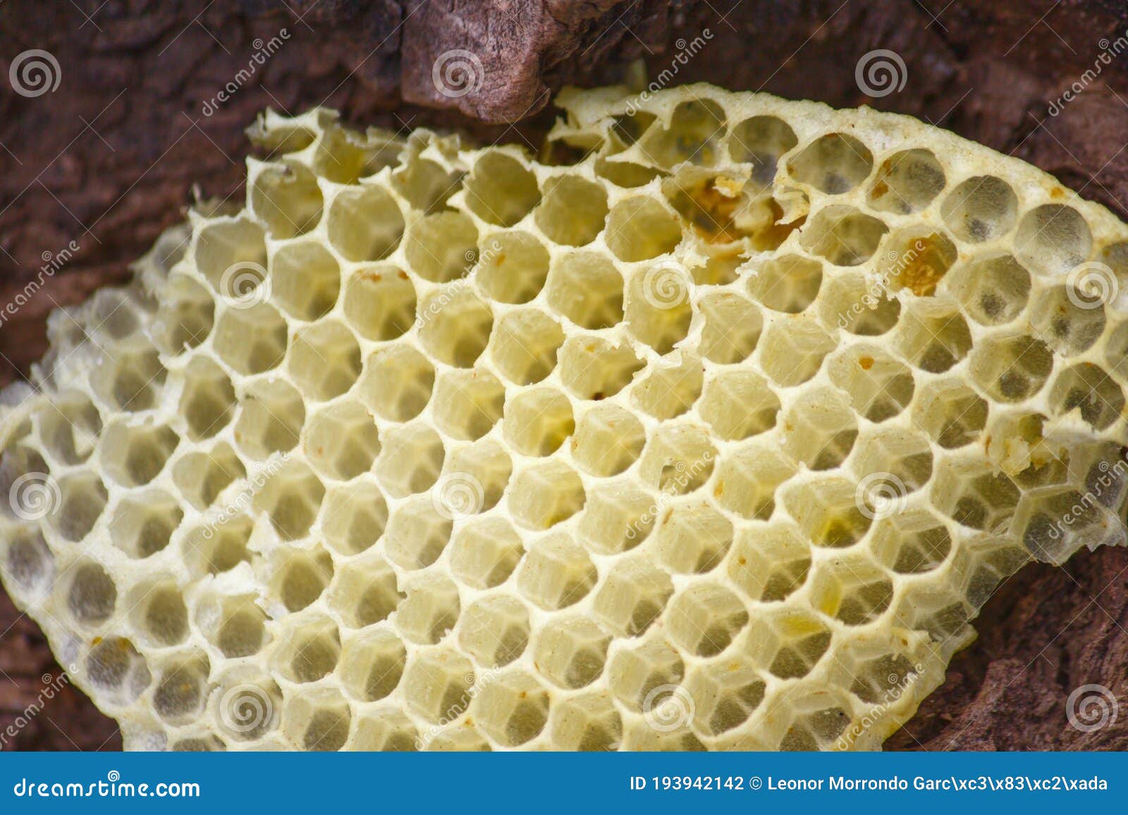 Pintura Natural De Cera De Abelhas Melada Com Mel Foto de Stock ...