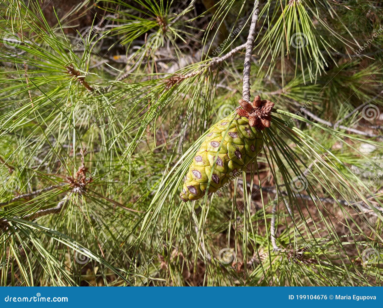 Turkish Pine Tree Pinus Brutia On Hill Royalty-Free Stock Photography ...