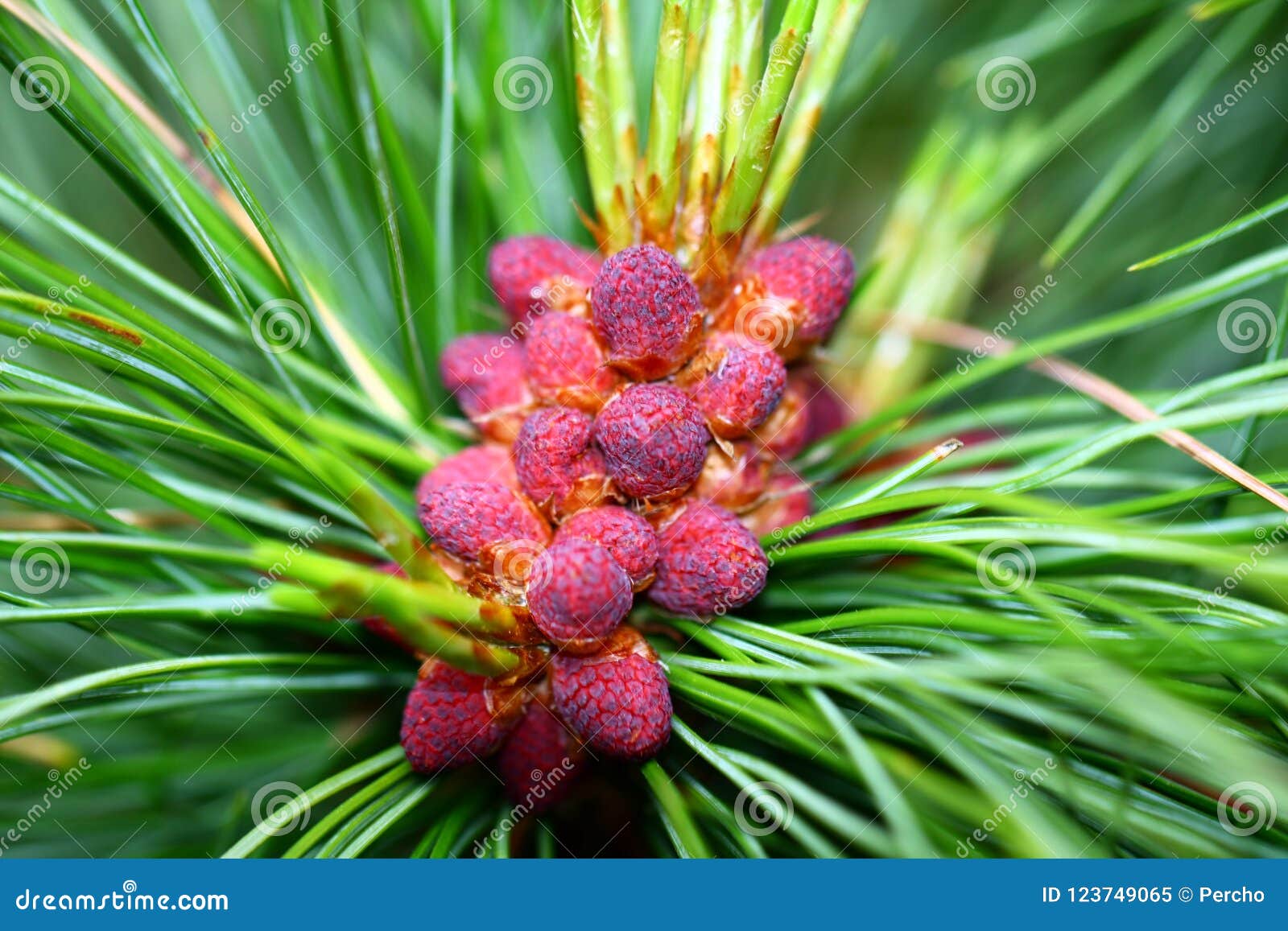 Pinus cembra stock image. Image of nature, botany, pinus - 123749065