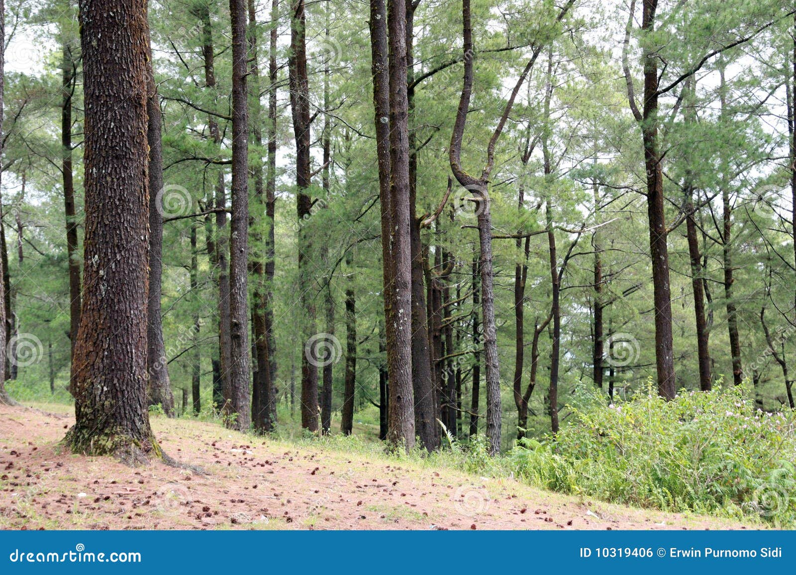 Pinus forest stock photo. Image of woods, trees, wood - 10319406