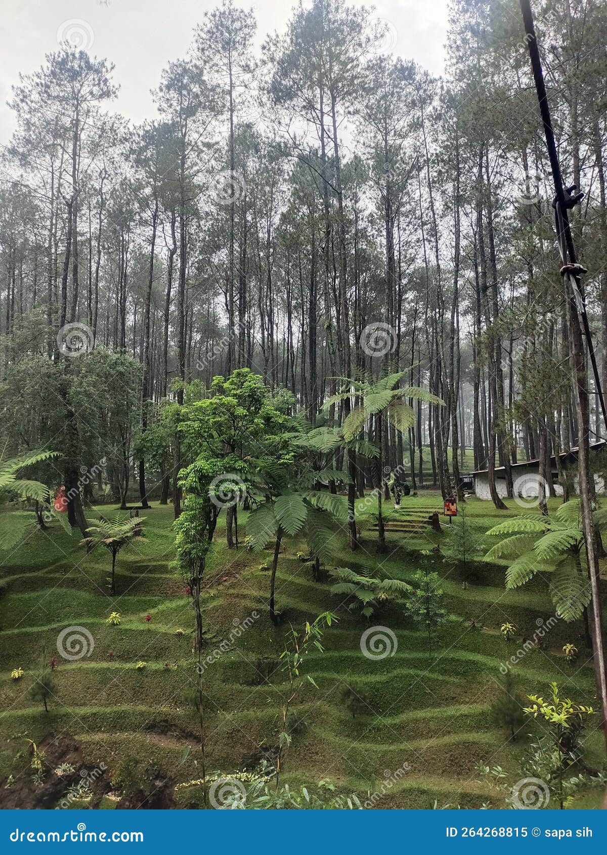 PINUS FOREST Nice View in Good Weather Stock Image - Image of forest ...