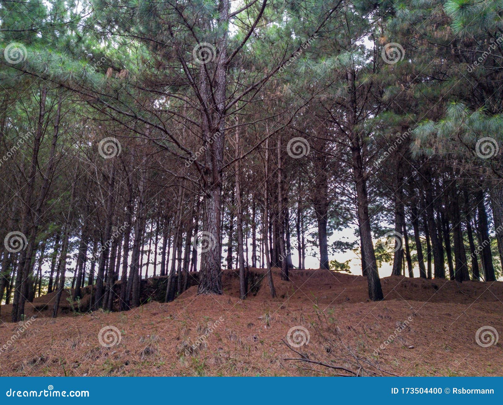 Pinus forest scenary stock photo. Image of cold, ground - 173504400