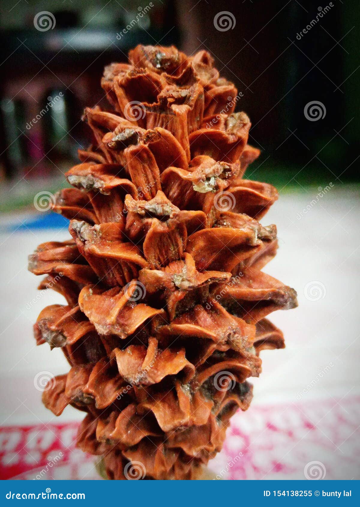 Pinus fruit stock image. Image of nature, pinus, fruit - 154138255