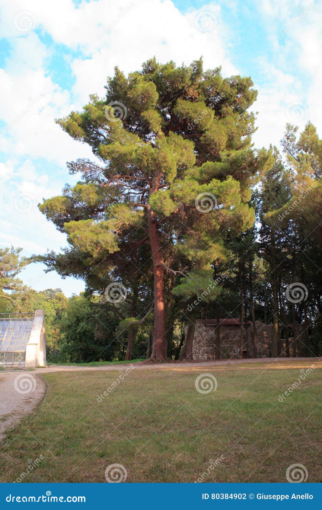 Pinus Halepensis, Commonly Known As the Aleppo Pine Stock Photo - Image ...
