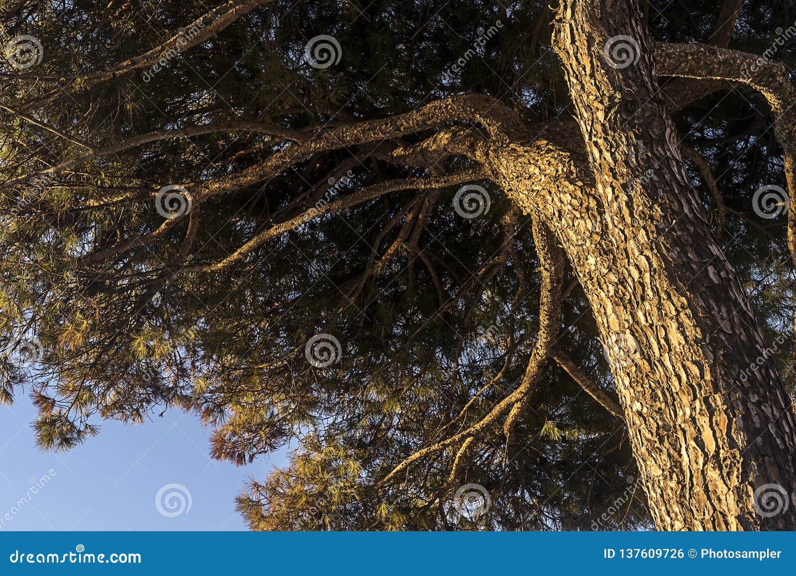 Pinus Halepensis Tree from Under Perspective Stock Photo - Image of ...