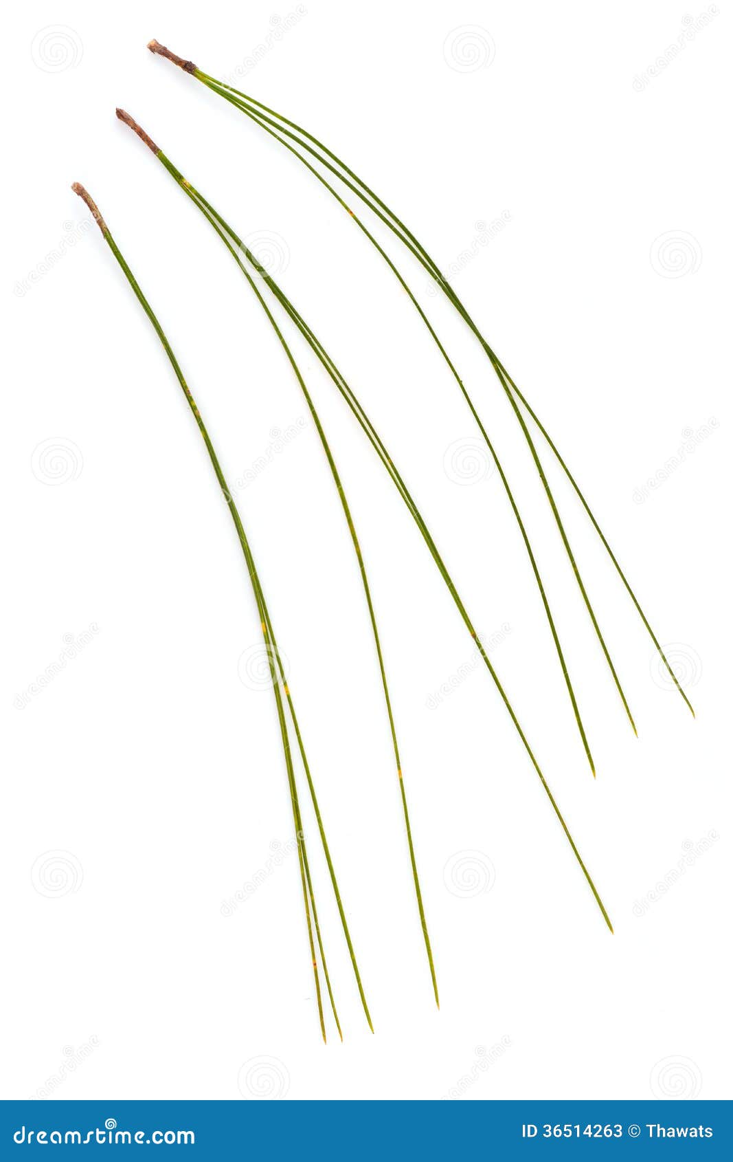 Pinus kesiya leaf stock image. Image of kesiya, decoration - 36514263
