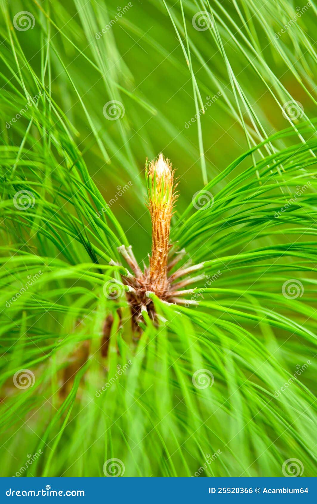 Pinus kesiya young shoot stock photo. Image of single - 25520366