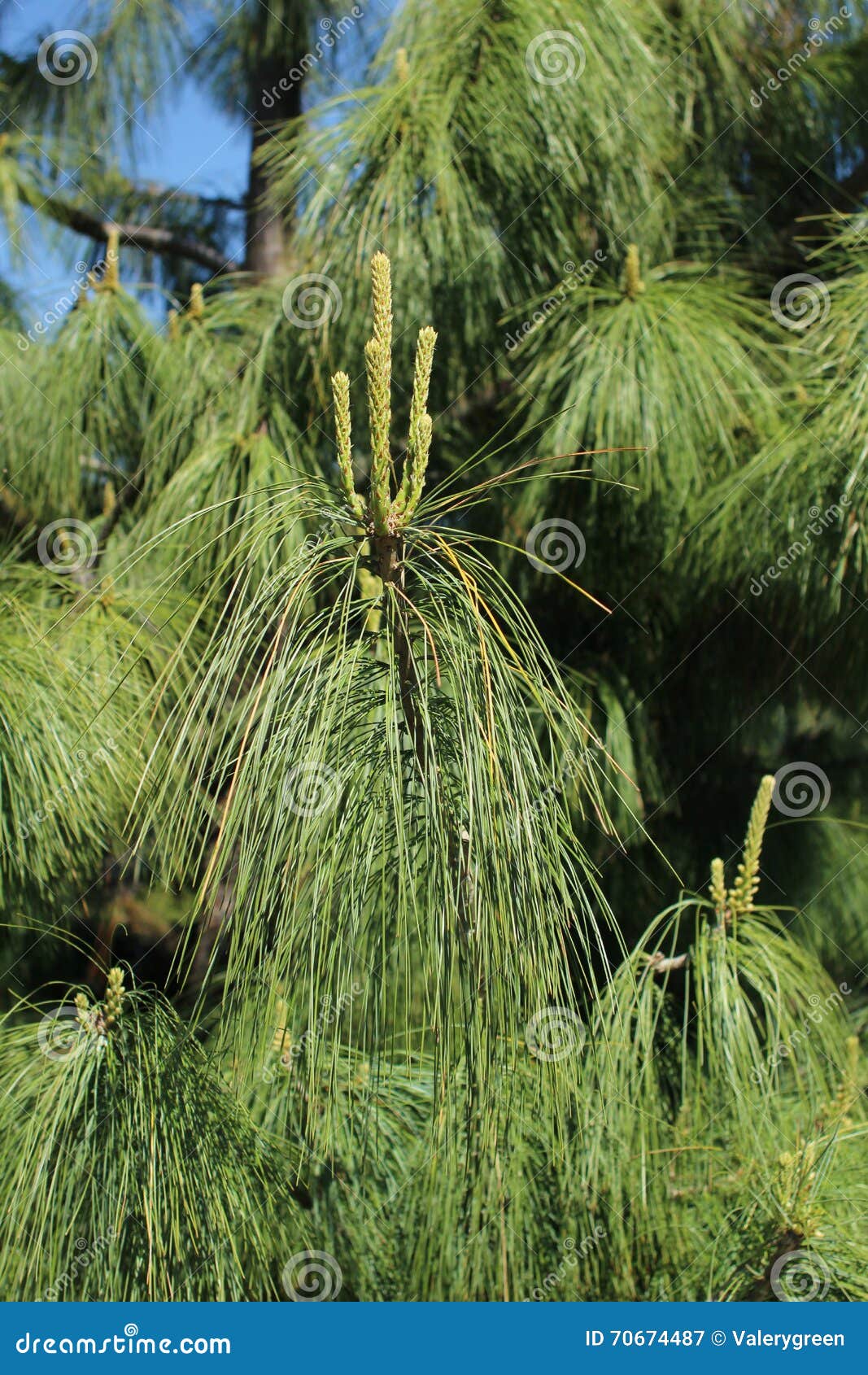 Pinus Montezumae Stock Photos - Free & Royalty-Free Stock Photos from ...