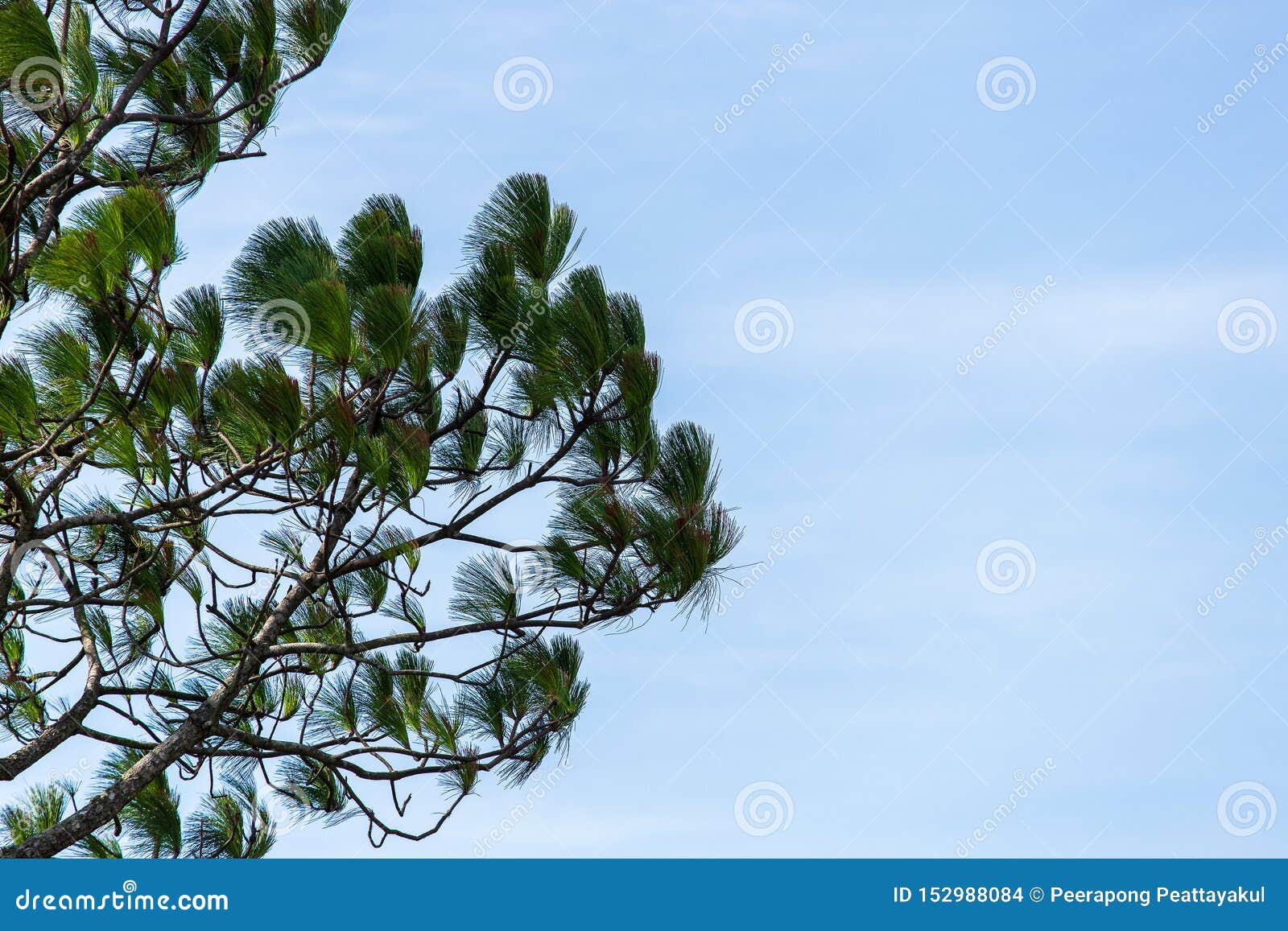 Pinus Mugo - it is Also Known As Creeping Pine, Dwarf Mountain Pine ...