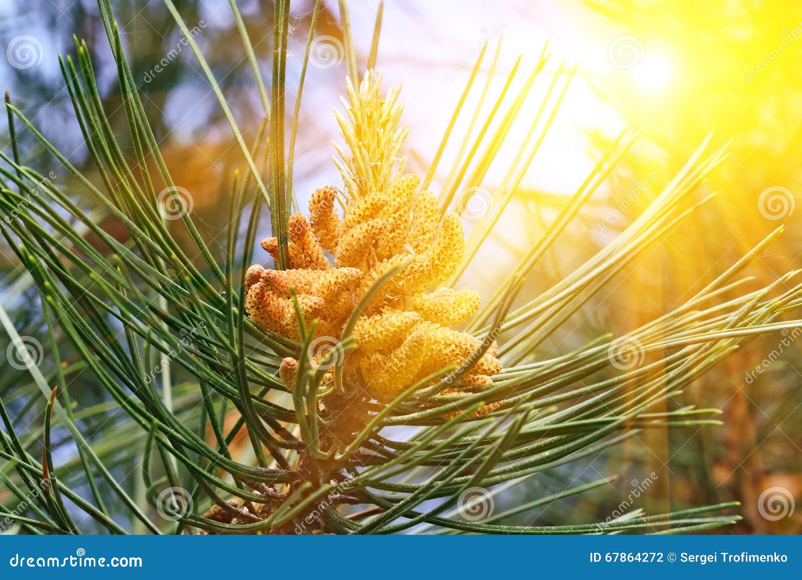 Pinus mugo backlit stock photo. Image of colorful, needles - 67864272