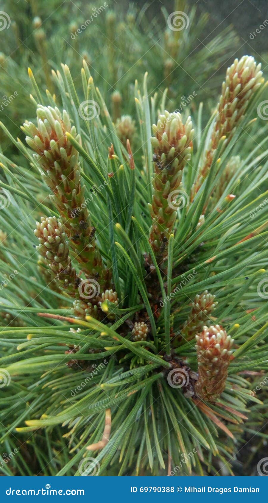 Pinus mugo stock photo. Image of mugo, nature, green - 69790388