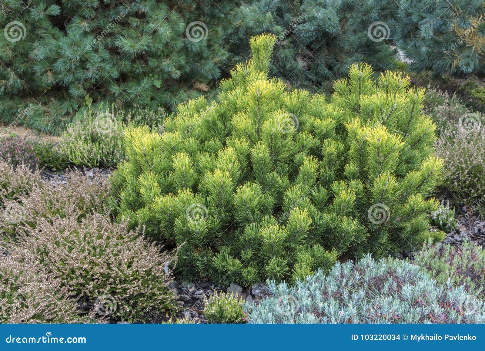 Dwarf Mountain Pine Stock Photo | CartoonDealer.com #35711388