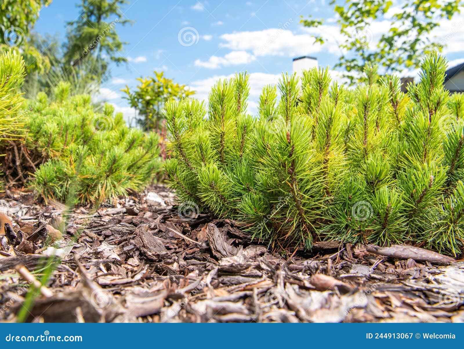 Pinus Mugo Dwarf Mountain Pine in a Garden Stock Image - Image of ...