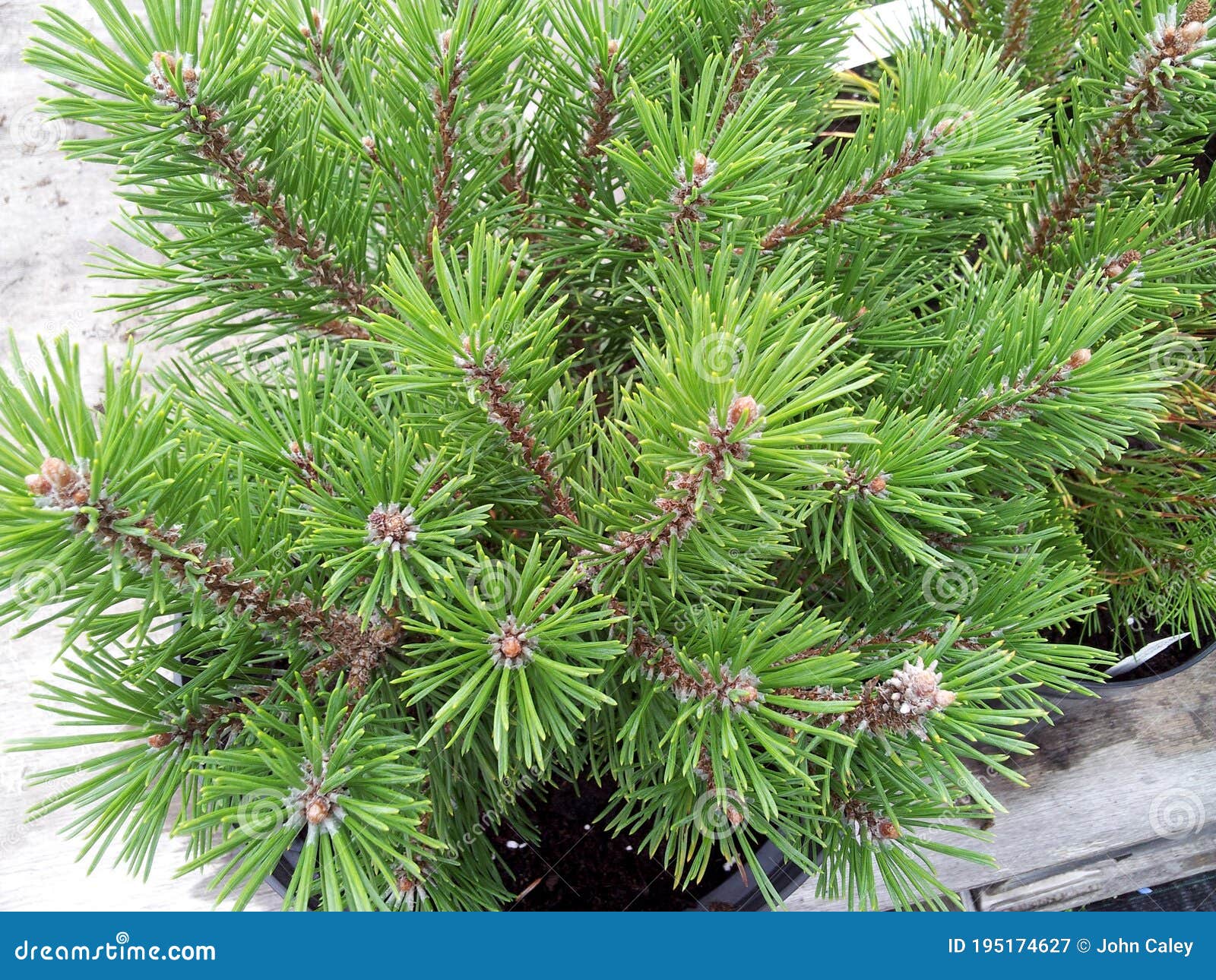 Pinus mugo `Mops` stock image. Image of nature, buds - 195174627